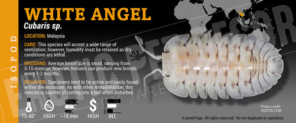 Cubaris sp 'White Angel' Isopod Cards and Enclosure Labels – Exotic Pet ...