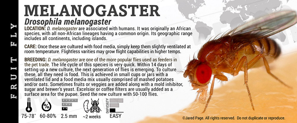 Drosophila melanogaster Fruit Fly Cards and Enclosure Labels – Exotic ...