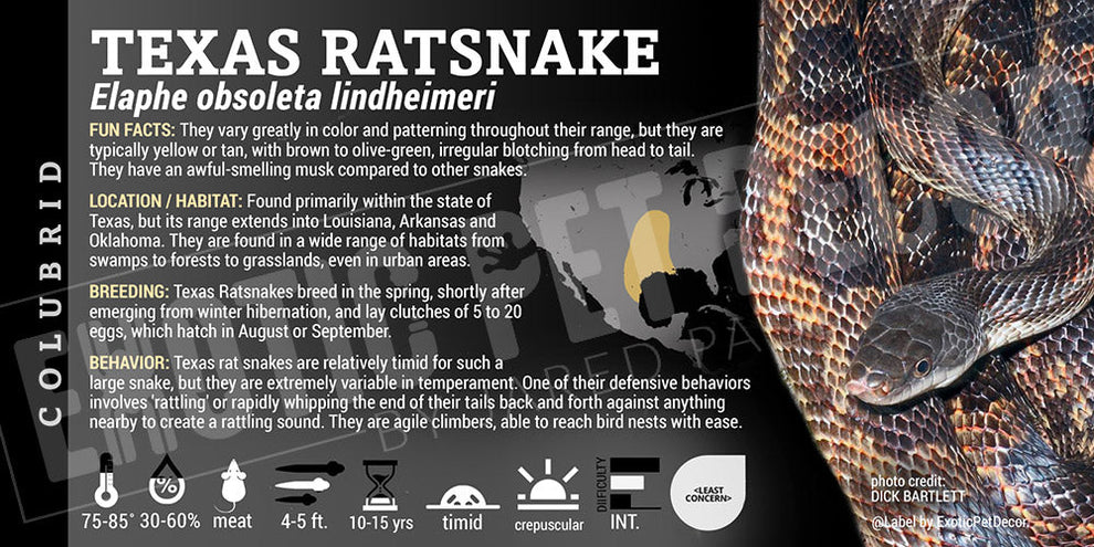 Elaphe obsoleta lindheimeri 'Texas Ratsnake' Cards and Enclosure Labels ...