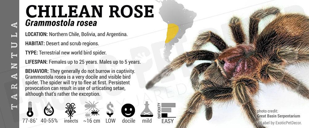 Grammostola rosea 'Chilean Rose' Tarantula Cards and Enclosure Labels ...