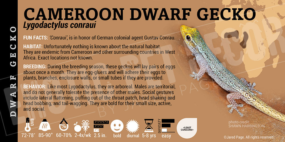Lygodactylus conraui 'Cameroon Dwarf' Gecko Cards and Enclosure Labels ...