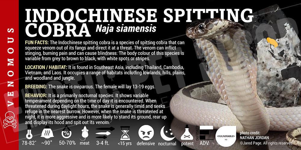 Naja siamensis 'Black And White Spitting' Cobra Cards and Enclosure ...