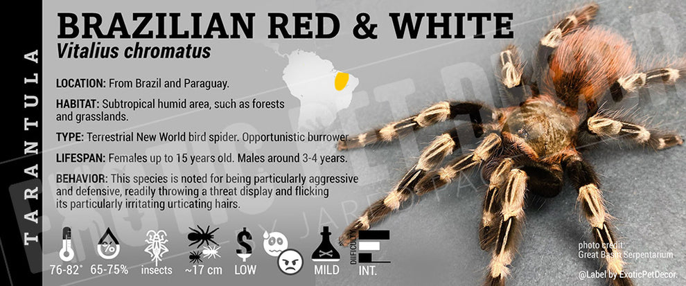 Vitalius (Nhandu) chromatus 'Brazilian Red And White' Tarantula Cards ...