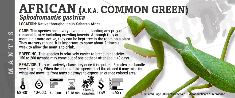 Sphodromantis gastrica 'African' Mantis Cards and Enclosure Labels ...